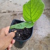 Cassia Brewsteri Brewsters Cassia, Leichhardt Bean, Cassia Pea Tree 50 ...