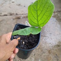 Cassia Brewsteri Brewsters Cassia, Leichhardt Bean, Cassia Pea Tree 50 ...