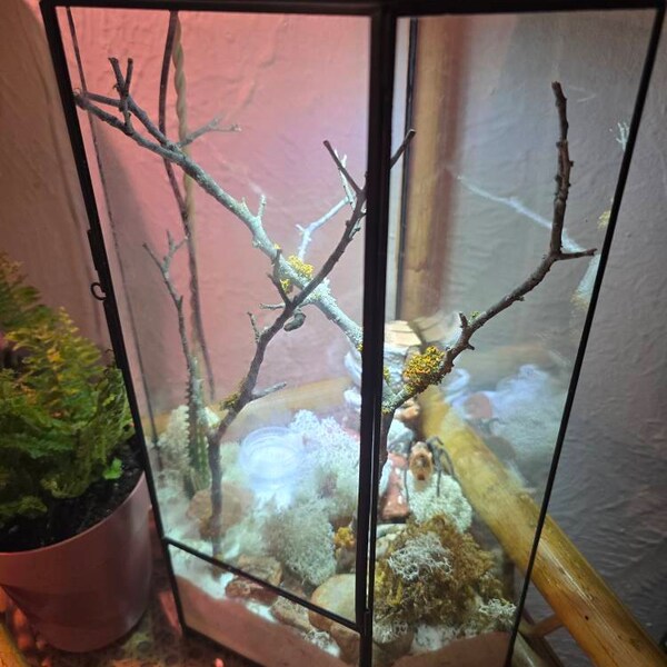 Watertight Curved Glass Terrarium With Grow Lamp for Tropical Bog ...