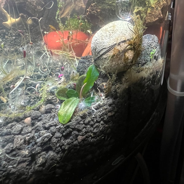 1 Bucephalandra Micro! Live Aquarium Plants! Free S/h Live Aquatic ...