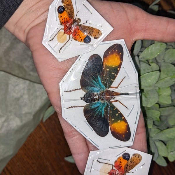 OVERSTOCK: Spread Penthicodes Pulchella, Lanternflies 2-pack - Etsy