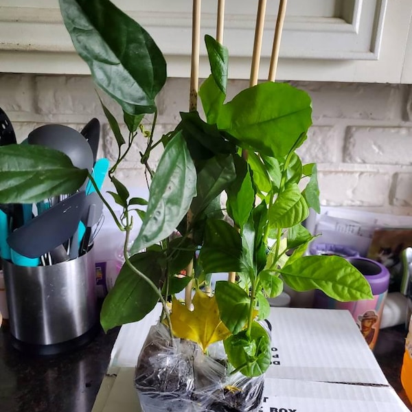 Athens Blue Princess Glory Bush Plant~~tibouchina Urvilleana~small ...