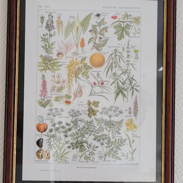1950 Vintage Botanical Print, Botanical Print, Old Botanical Poster ...