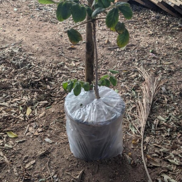 Pitiona (lippia Alba) - Etsy