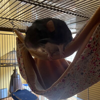 Mouse Climbing Rope - Etsy