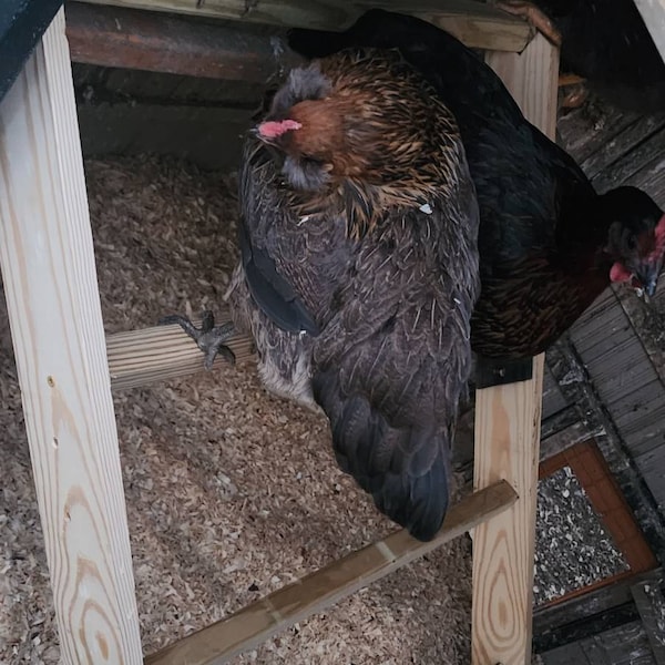 Chicken Roost - Extra Large - Holds up to 40 Chickens - Etsy