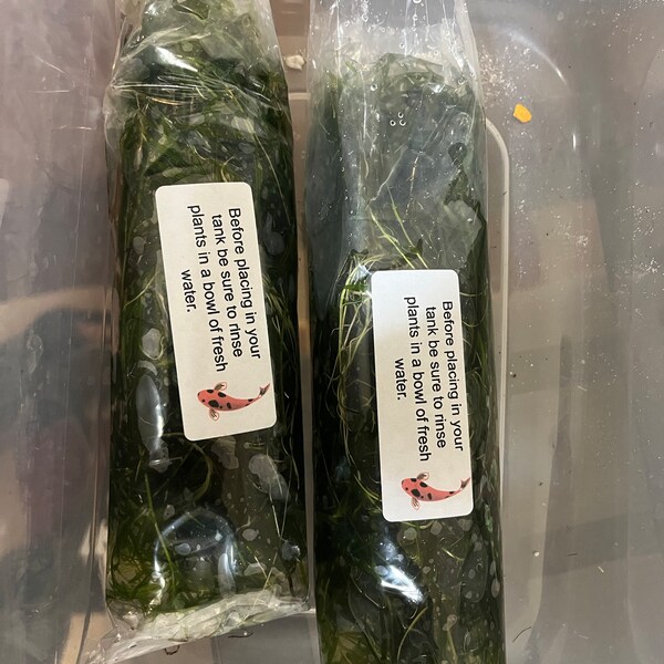 Floating Fish Breeding Mop Live Bearer and Egg Layers Fry Hiding - Etsy