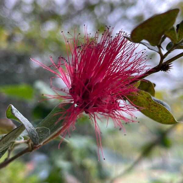 Powder Puff RED DWARF Flowering Shrub Plant Attracts Hummingbirds ...