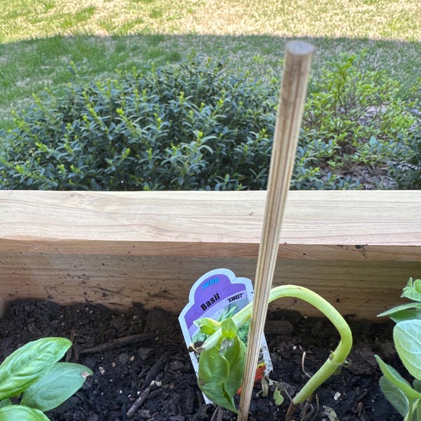 3” African Violets (asst. Colors) - Etsy