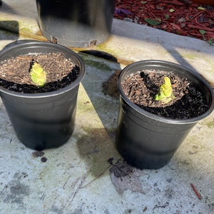 3 Merritt Tree Collard Cuttings - Etsy