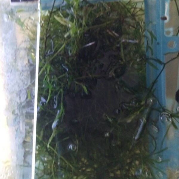 Floating Fish Breeding Mop Live Bearer and Egg Layers Fry Hiding - Etsy