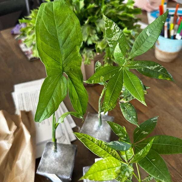 Mini Totem Insert for Orchidbox Mini Greatly Improves Interior ...