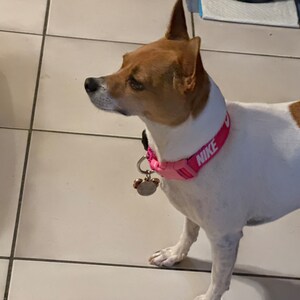 Cute Kawaii Style 1 Inch Width Dog Collar - Etsy