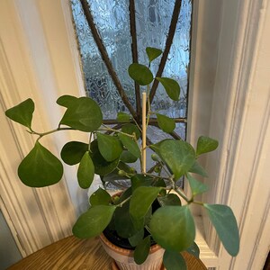 Variegated Ficus Triangularis Rare Variegated Triangularis - Etsy