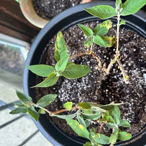 Clearance 20 Ixia Blue Bird Flower Bulbs From Easy to Grow - Etsy