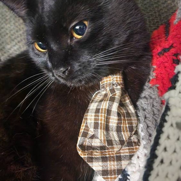 Seashell Dog Collar and optional Leash Set Girl Dog Collar With ...