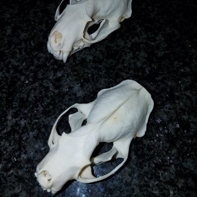 1 Real Mink Animal Bone Skull Skeleton Parts Teeth Collection Craft Man ...