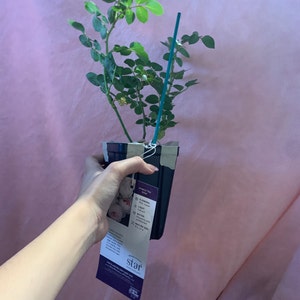 Fiji Rose Plant Potted Kordes Eleganza® Rose Hot Cherry Pink | Etsy