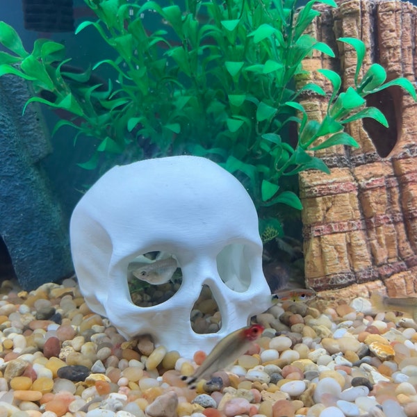 Betta Fish Skull Hide *new Sizes Available* - Etsy