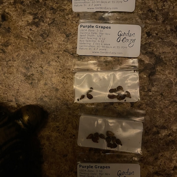 Purple Grape Seeds - Organic, Heirloom, Open Pollinated, Non GMO - Grow ...