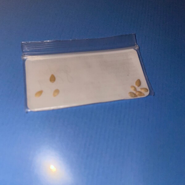 Cucamelon Seeds - Heirloom, Open Pollinated, Non GMO - Grow Indoors ...
