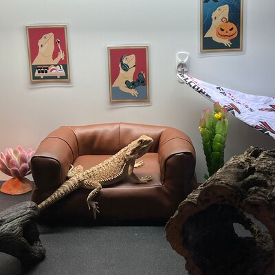 Bearded Dragon Eating Giant Burrito Tank Decor 3x4 Art Bearded Dragon ...