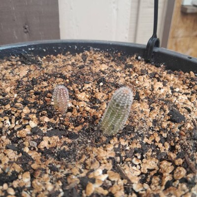 Hildewintera Colademononis Monkey Tail Cactus Seeds Super Furry Hybrid ...