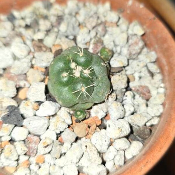 Rare Cactus - Coryphantha Elephantidens Cv. Inermis Offset (1”), Live ...
