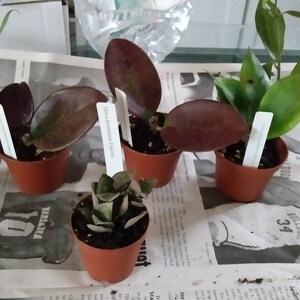 Hoya Kicki, Hoya Hybrid, Rooted Plant Shipped in 2.5 Pot. - Etsy