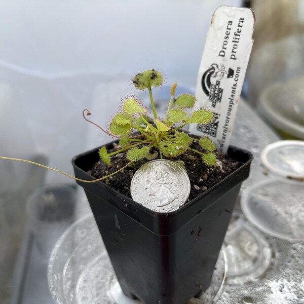 Drosera Prolifera-live Carnivorous Plant- - Etsy