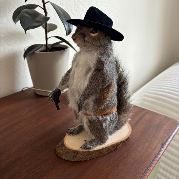 Bull Steer Cow Skull European Mount Taxidermy Texas Skeleton Bone ...