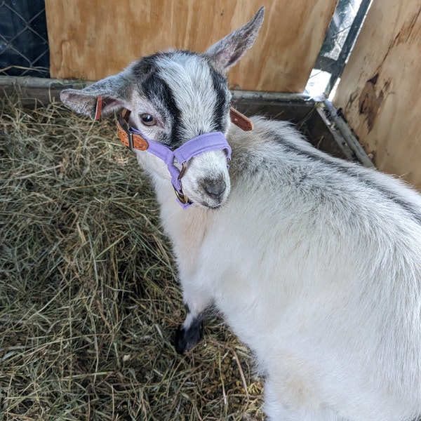 Mini Horse Pack Saddle Large , Adjustable - Etsy