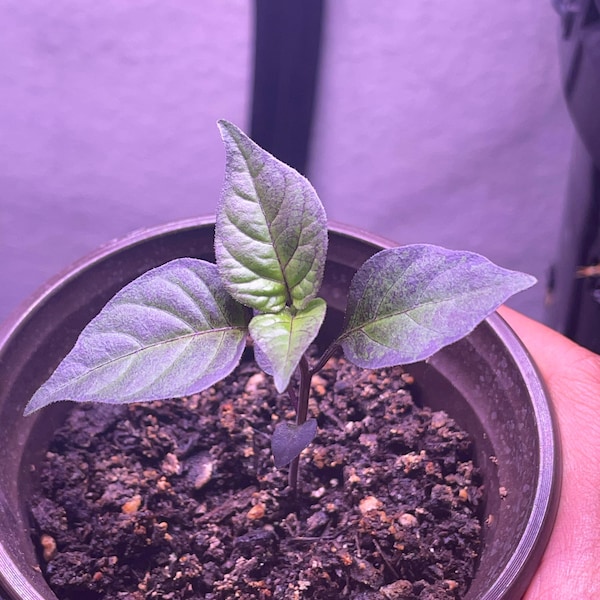 Purple Peach Carolina Reaper Rare Pepper Seeds Premium Packet - Etsy