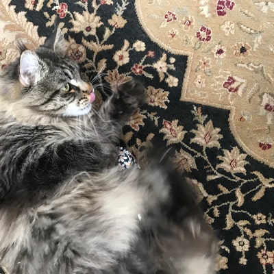 Cat Fin 5 Pack FIVE 5 Cheerful Assorted Cat Pyramid Toys Organic Catnip ...