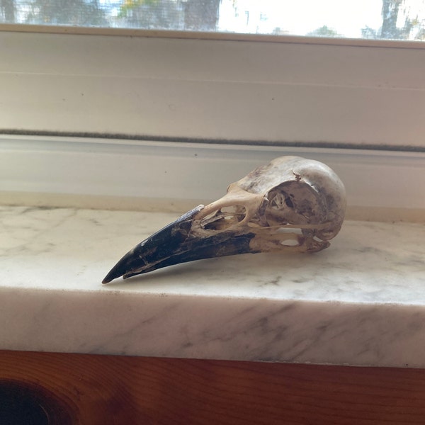 Crow Skull Real Natural Rook Skull Raven Corvid Taxidermy Gothic Curo ...