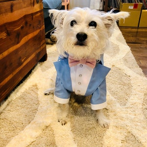 Navy blue dog tuxedo with sky blue bow tie Bespoke dog tuxedo | Etsy