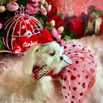 Star Spangled Girl Dog Harness Dress Xxsmall to 4xlarge Dog - Etsy