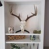 European Skull Mount Table Top Display - Etsy