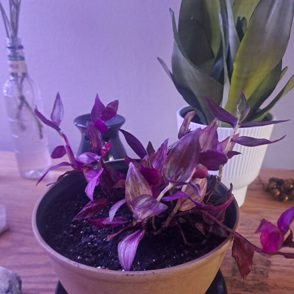 Monstera Adasoni Plant - Etsy