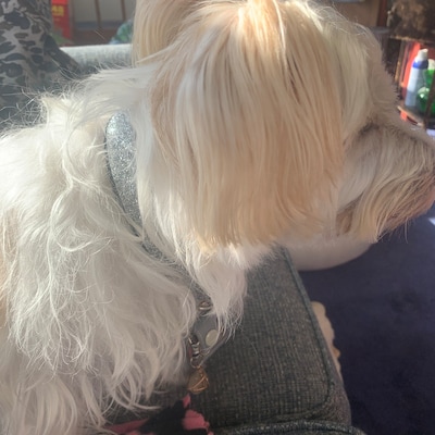 Thanks, Dawg Greeting Card Thank You Card Dog Thank You Card Dog Lover ...