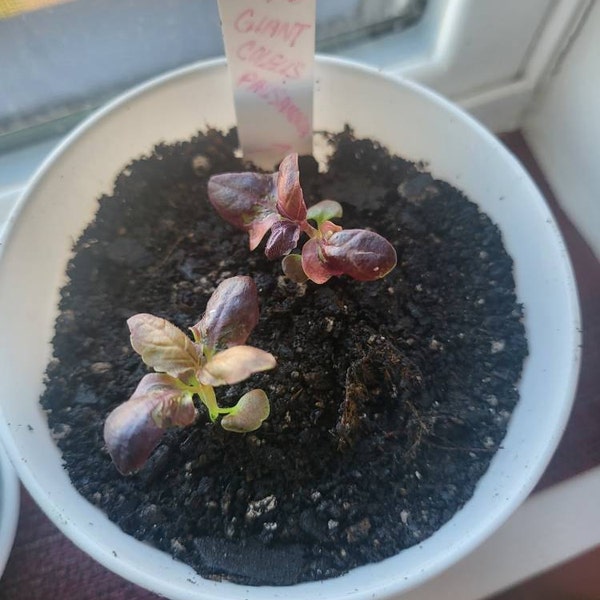 Giant Chocolate Coleus, Palisandra Exhibition Seeds, Indoor Shade Plant ...