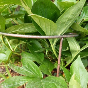 Rusty Peony Cage Plant Support in 2 Sizes - Etsy UK