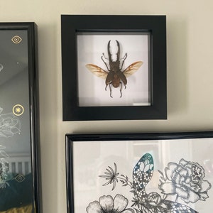 Golden Metallic Stag Beetle cyclommatus Metallifer Deep - Etsy