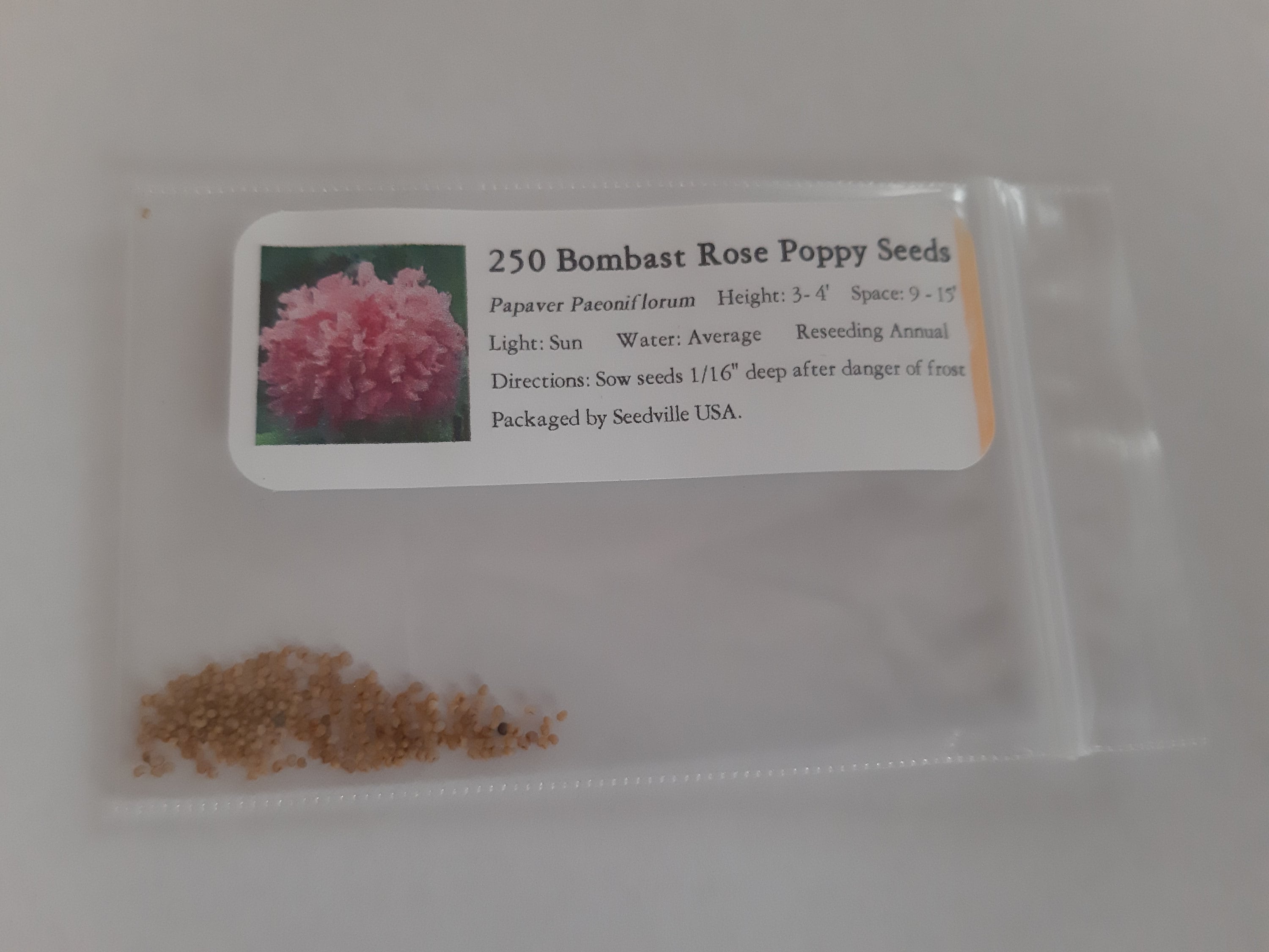 250 Bombast ROSE PEONY POPPY Papaver Peoniflorum Flower Seeds | Etsy