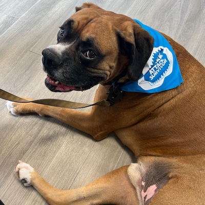 Ball-less & Flawless Dog Bandana, Funny Dog Bandana, Neuter Bandana ...