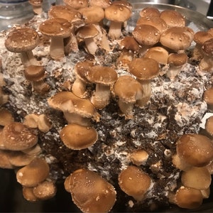 Shiitake Mushroom Growing Kit FREE SHIPPING - Etsy