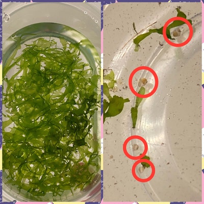 Subwassertang pellia Moss Rare Aquatic Moss Live Aquarium Freshwater ...