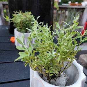 2 Live Asclepias Tuberosa 'hello Yellow Butterfly Weed - Etsy