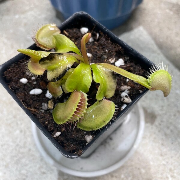 Ficus Thunbergii (oak Leaf Creeping Fig Aka Ficus Pumila Var ...