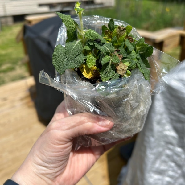 2 Salvia Nemorosa 'bumbleberry' Live Perennial Plants. Stunning Colors ...
